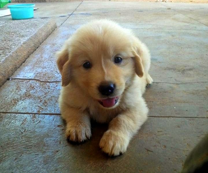 Cute dogs - part 67 (50 pics) | Amazing Creatures