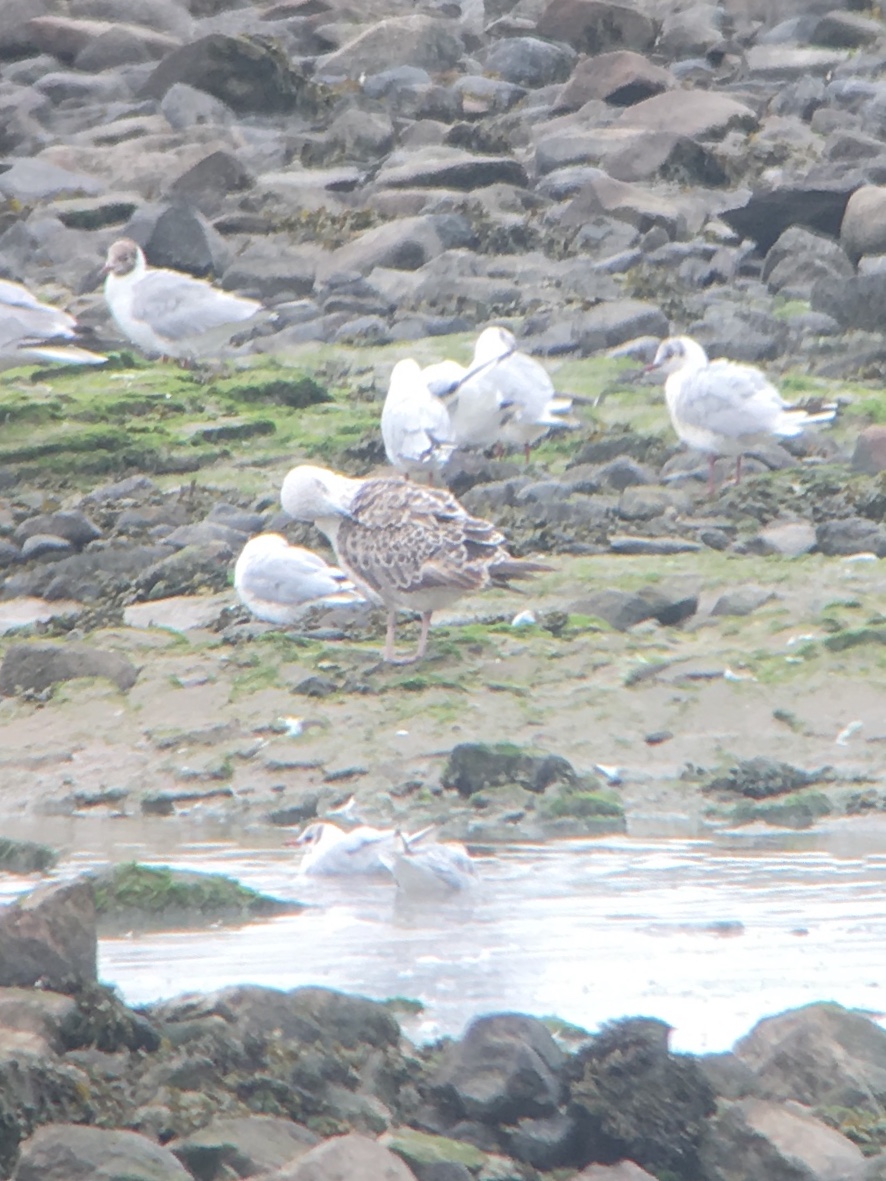 Heysham Bird Observatory: Large white headed gulls