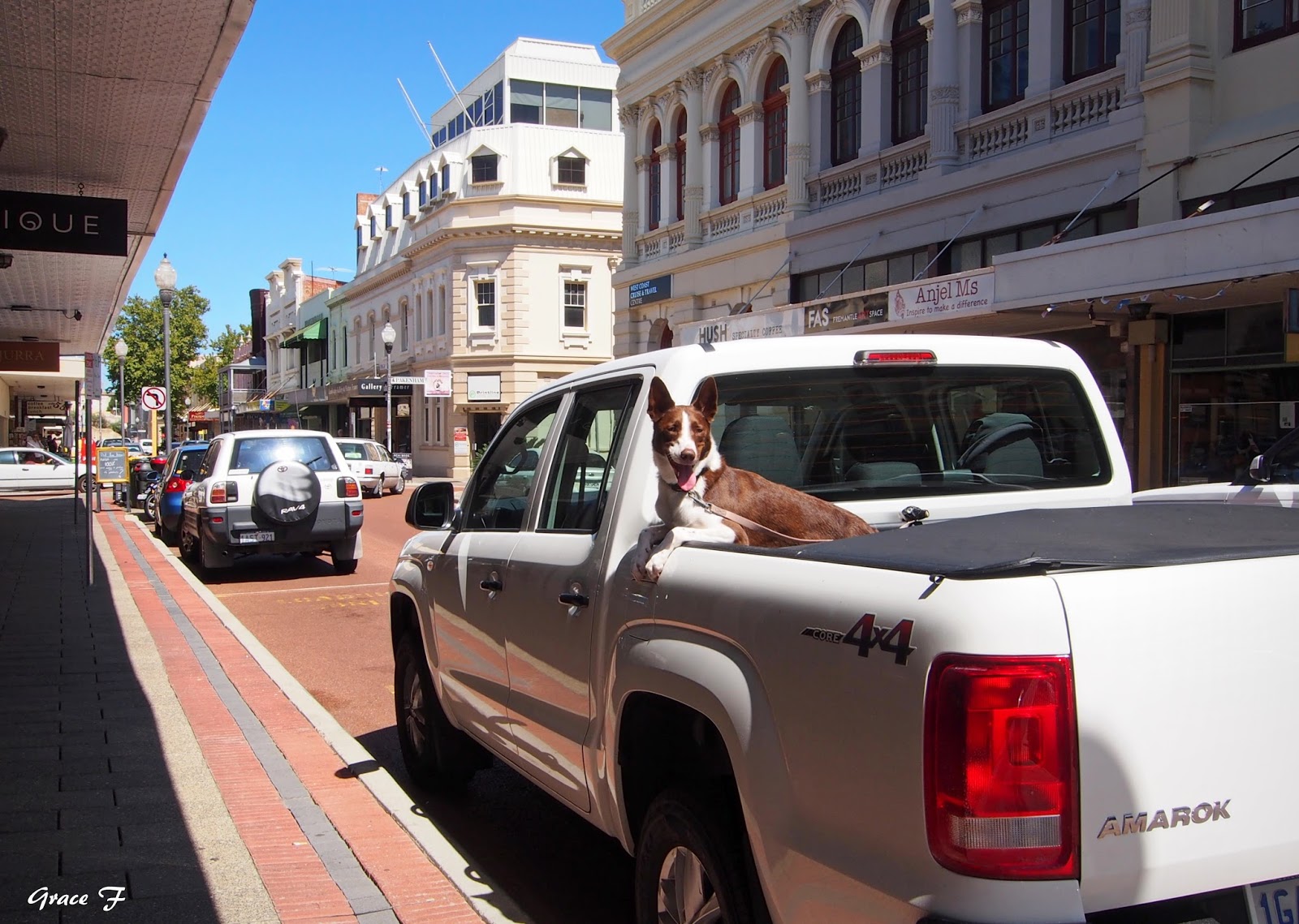 Perth Daily Photo : Smiling dog in High Street window...