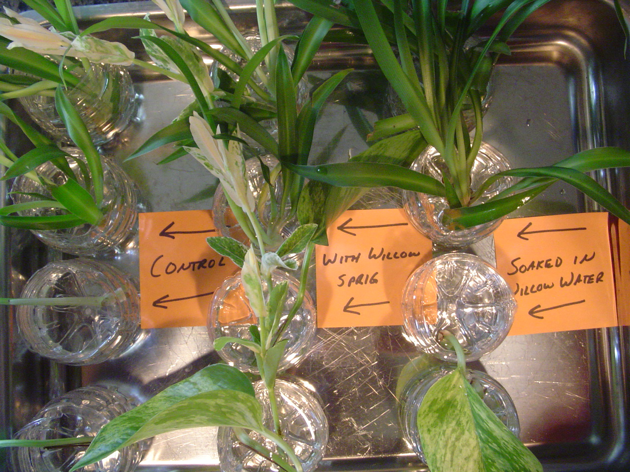 Extend the Season: Willow Water Experiment #1: Tap water vs. sprig of ...