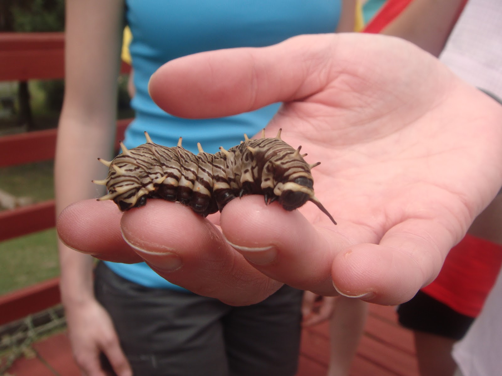 Survey of Florida Invertebrates