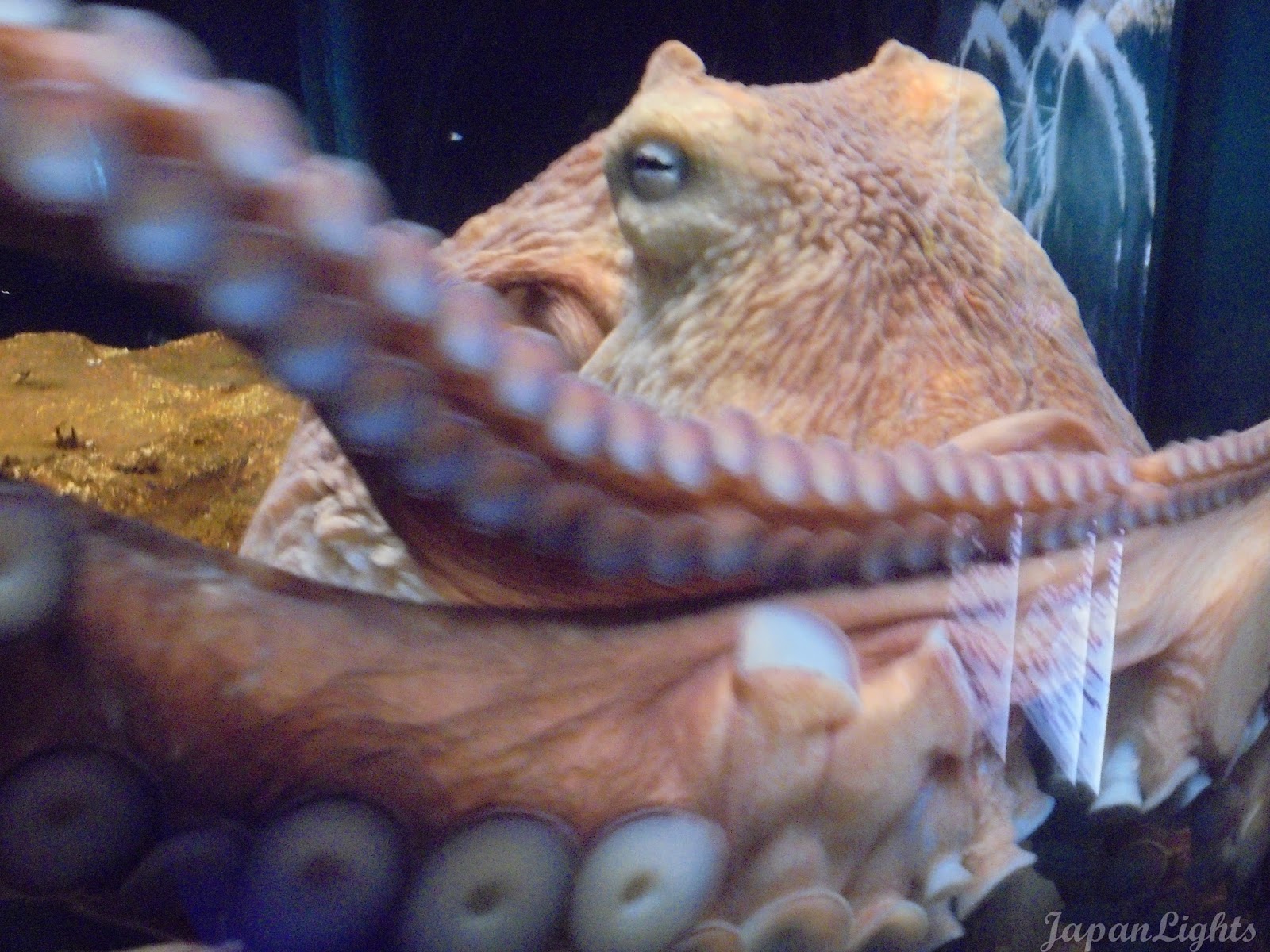 Japan Lights: Sunshine Aquarium [1/2]