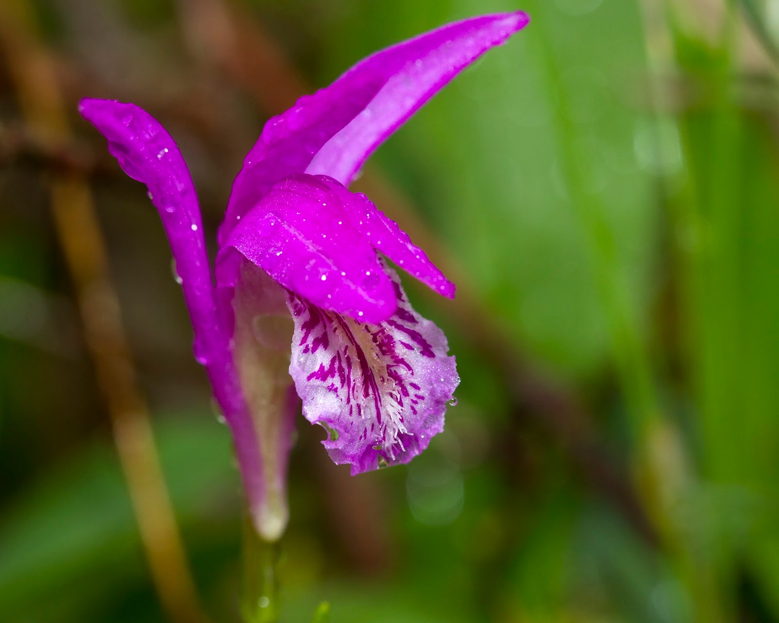 SPEED OF A PLANT: Wisconsin Orchids 2017