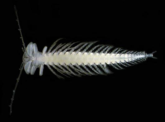 Real Monstrosities: Remipede