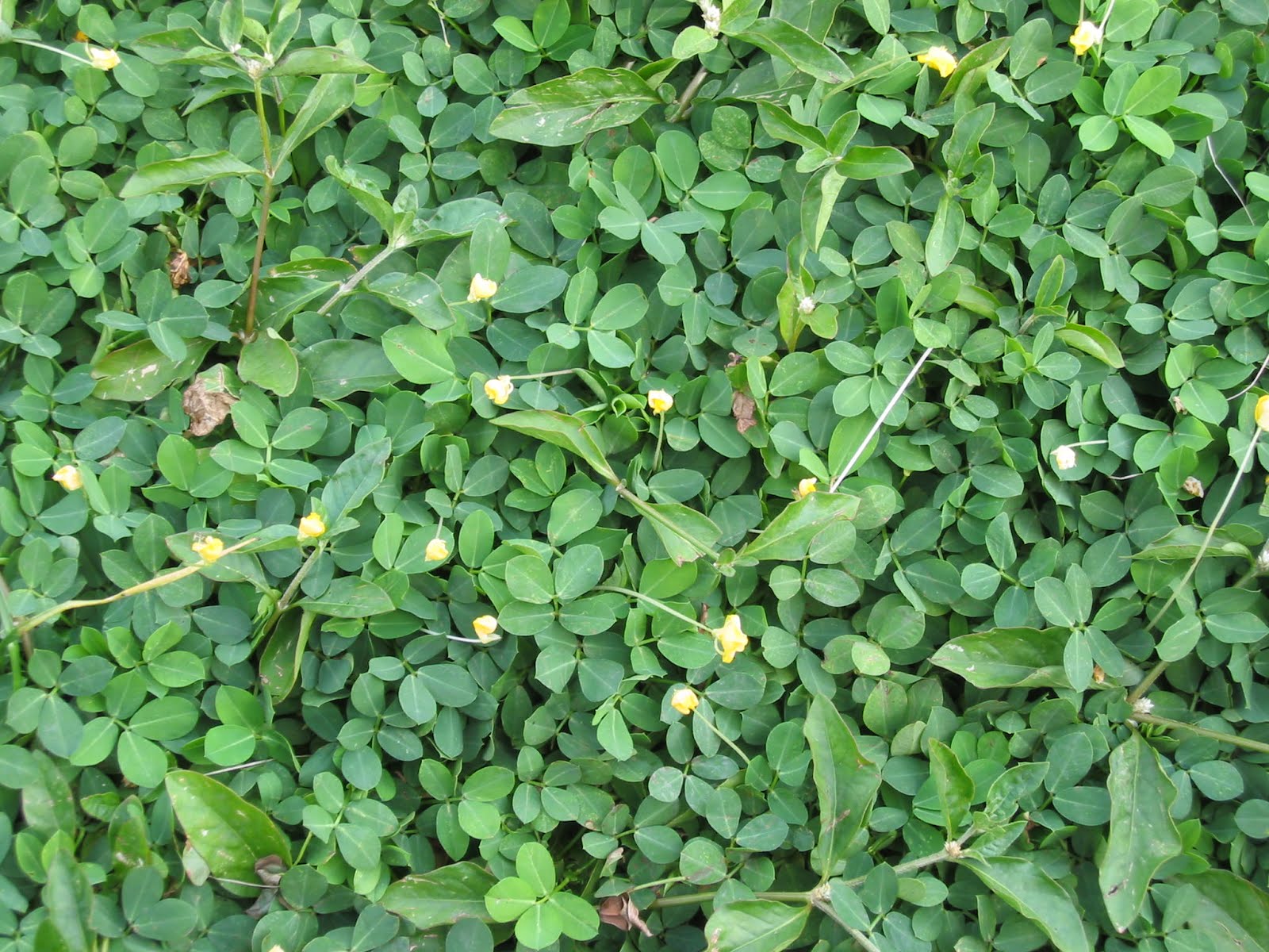 Pembelajaran Sains Tumbuhan Melalui Internet: CIRI 7 : WARNA DAUN