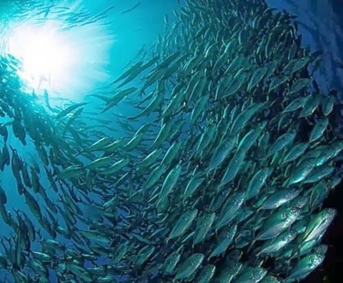 COMANDO AMELIA: Hablando de animales, hay algo que aprender de los ...