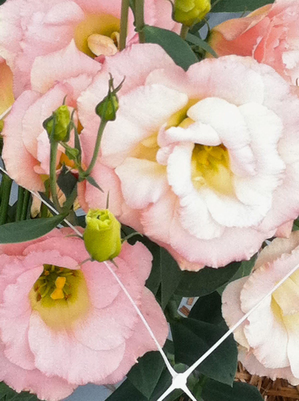 Notes and News from Shady Grove Gardens: Lisianthus - let the planting ...