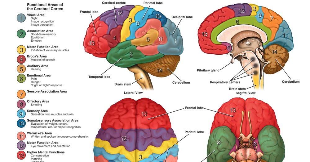 Neuroanatomy - Slides of Brain & Spinal Cord - Med Club