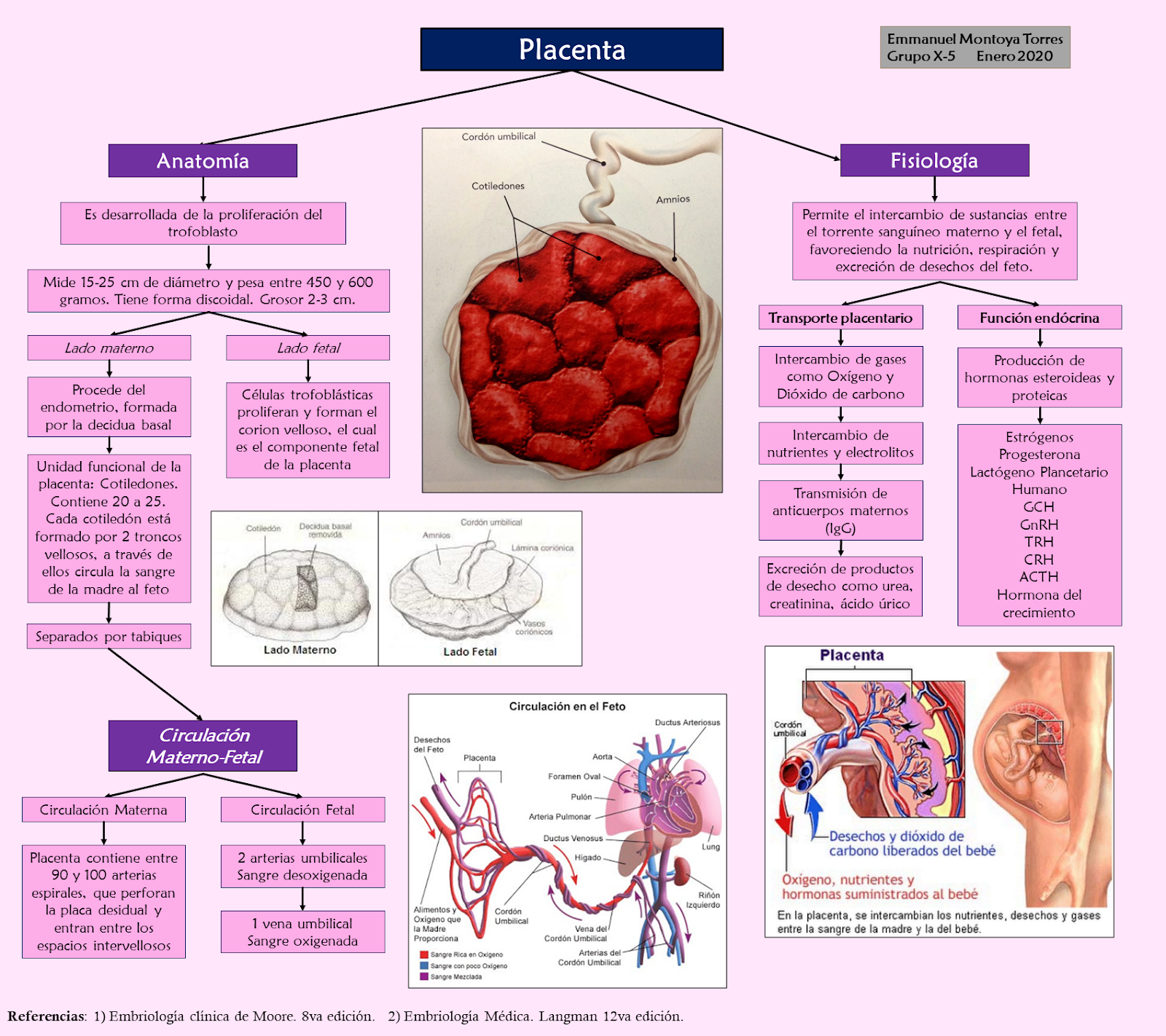 Placenta - Anatomía y Fisiología
