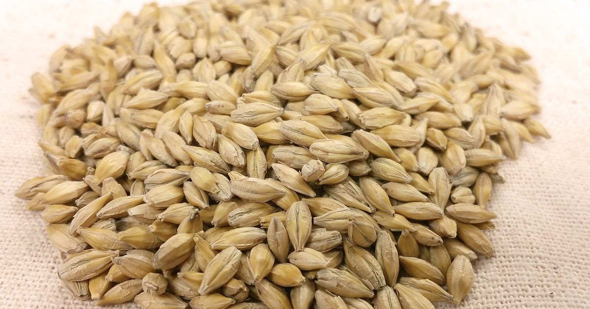 La cebada y sus beneficios en los diabéticos