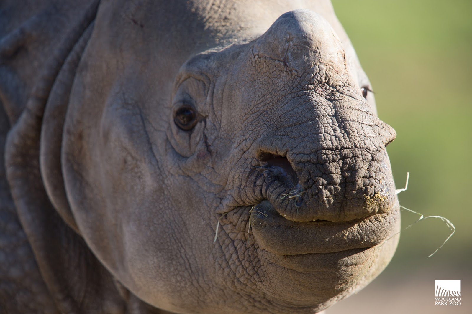 First rhino arrives safely at the zoo—welcome Taj! Assam Rhino Reserve ...