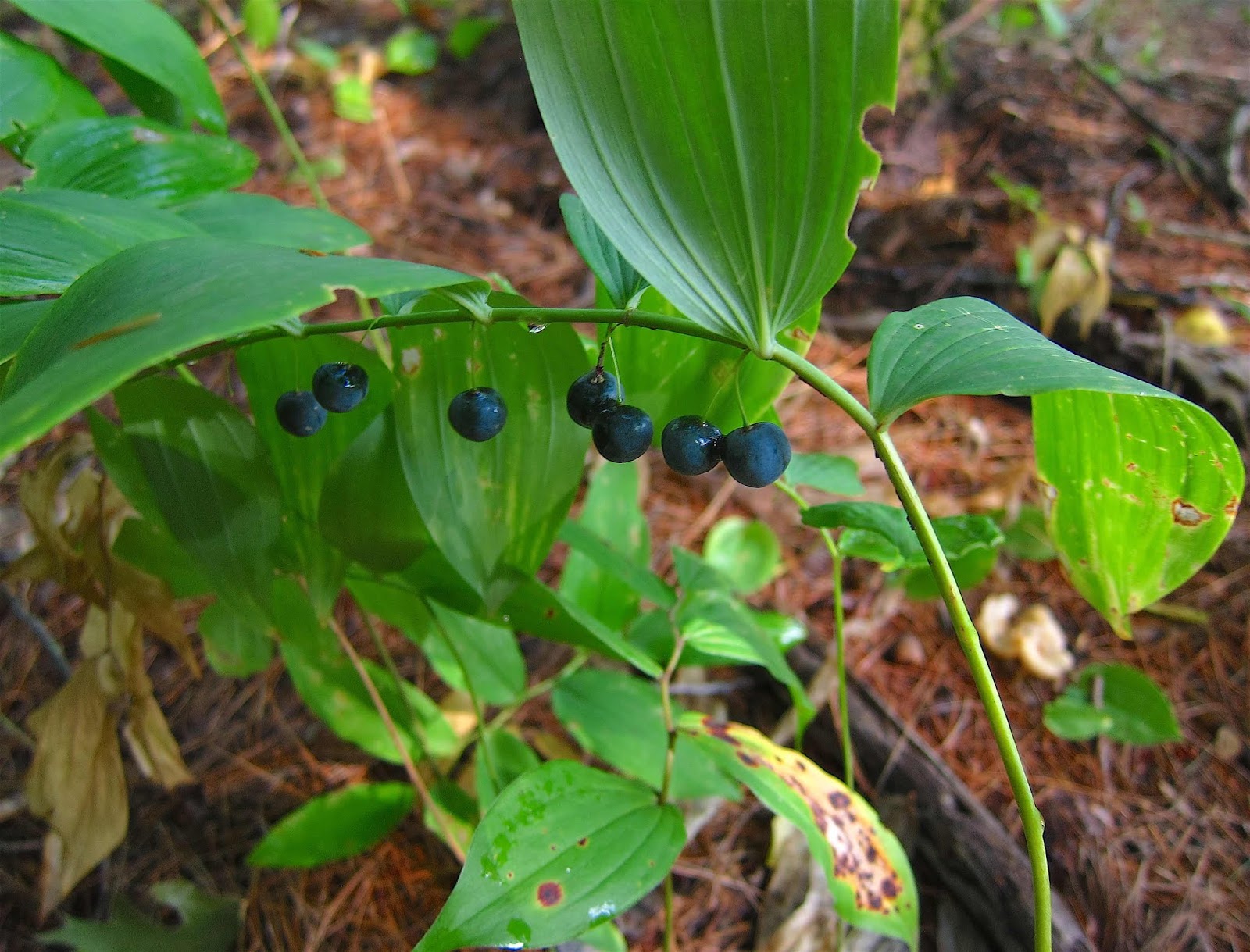 Saratoga woods and waterways: A Lovely Day for (Another!) Walk on the Shore