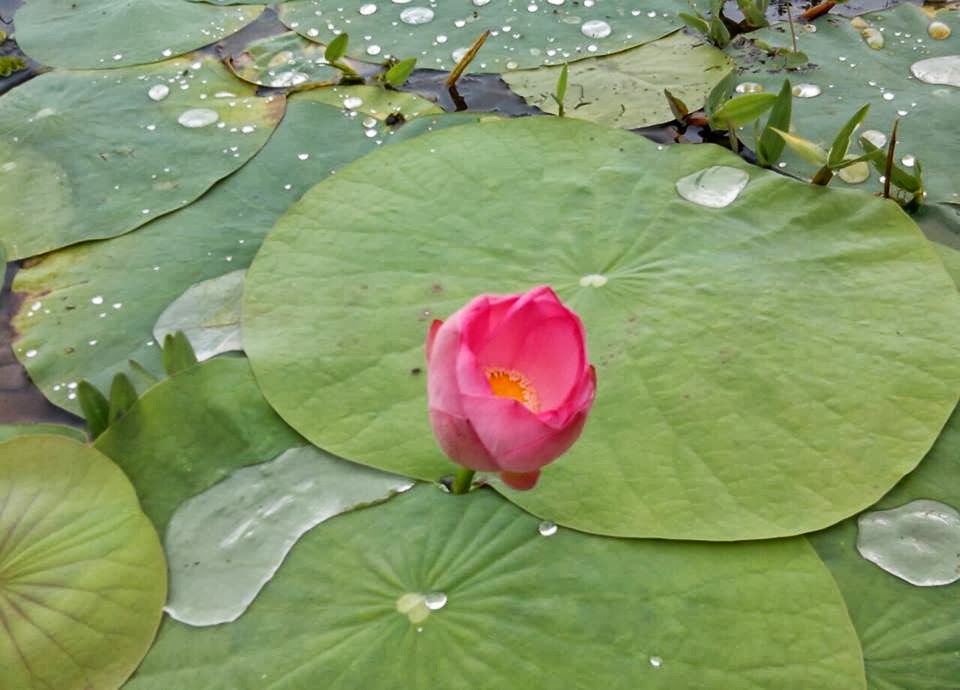 Visit Birisiri: Blue water lake : Birisiri , Netrokona, Bangladesh by ...