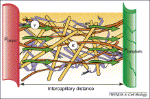 The Fascia Therapy Blog: Interstitial Fluid and Multiple Sclerosis ...