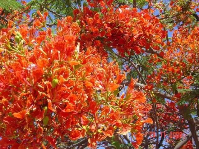 tropicalia: "acácias rubras em flor na cidades de Benguela e Moçâmedes ...