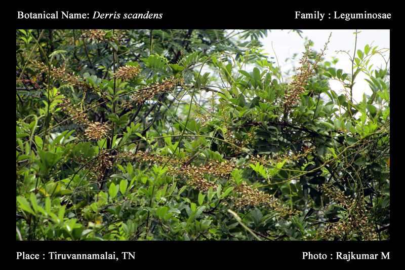 Derris scandens - Malay Jewelvine - Flowers of Tamilnadu