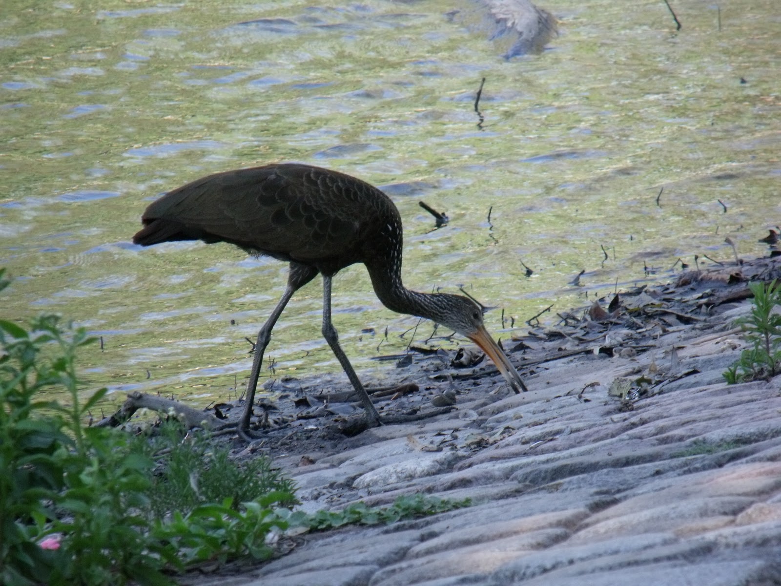 NATURALEZA Y CULTURA: El Carau