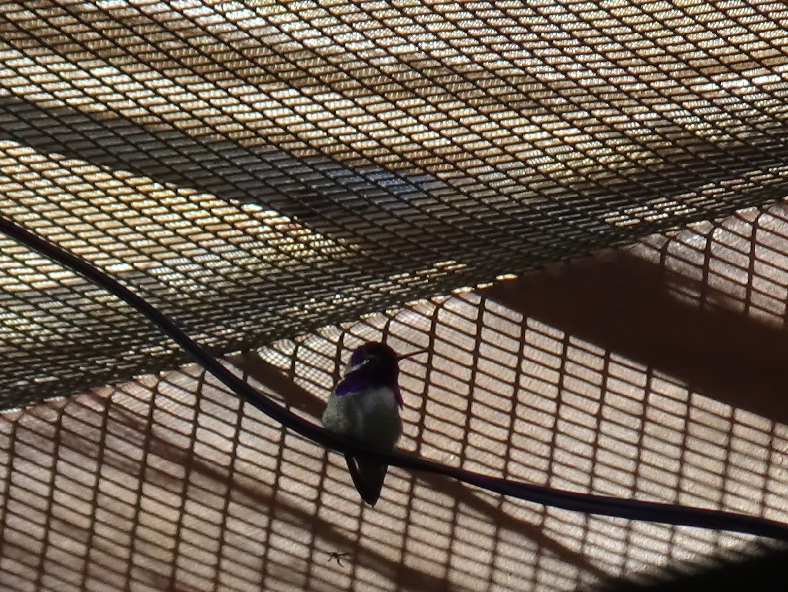 The Humming Bird Aviary (at the Arizona-Sonora Desert Museum)