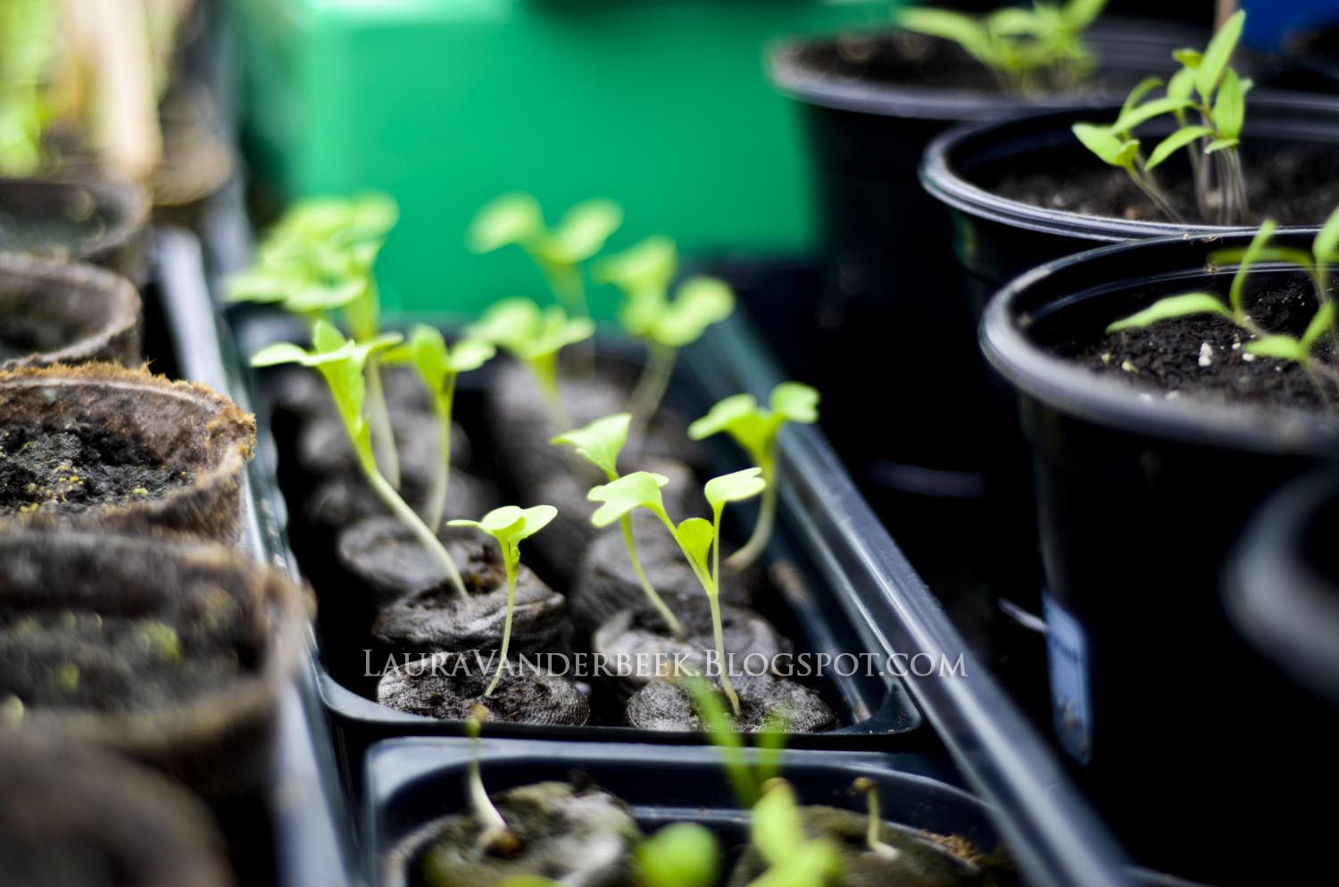 Laura Vanderbeek: March 2012