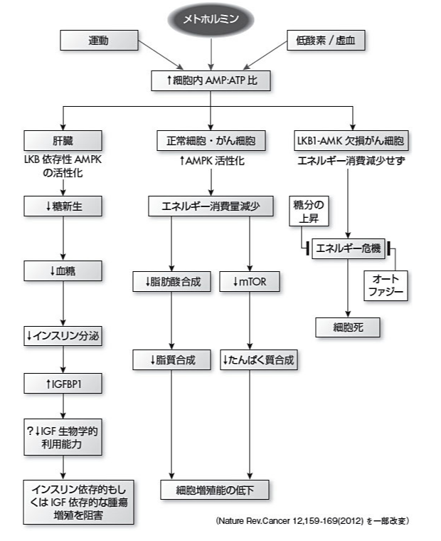 伊勢乃杜＠投資家薬剤師・ZD8: ☆【METGLUCOメトグルコ®錠】（Re.） Today’s medicine Vol.4
