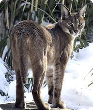 Around The Globe: Caracal