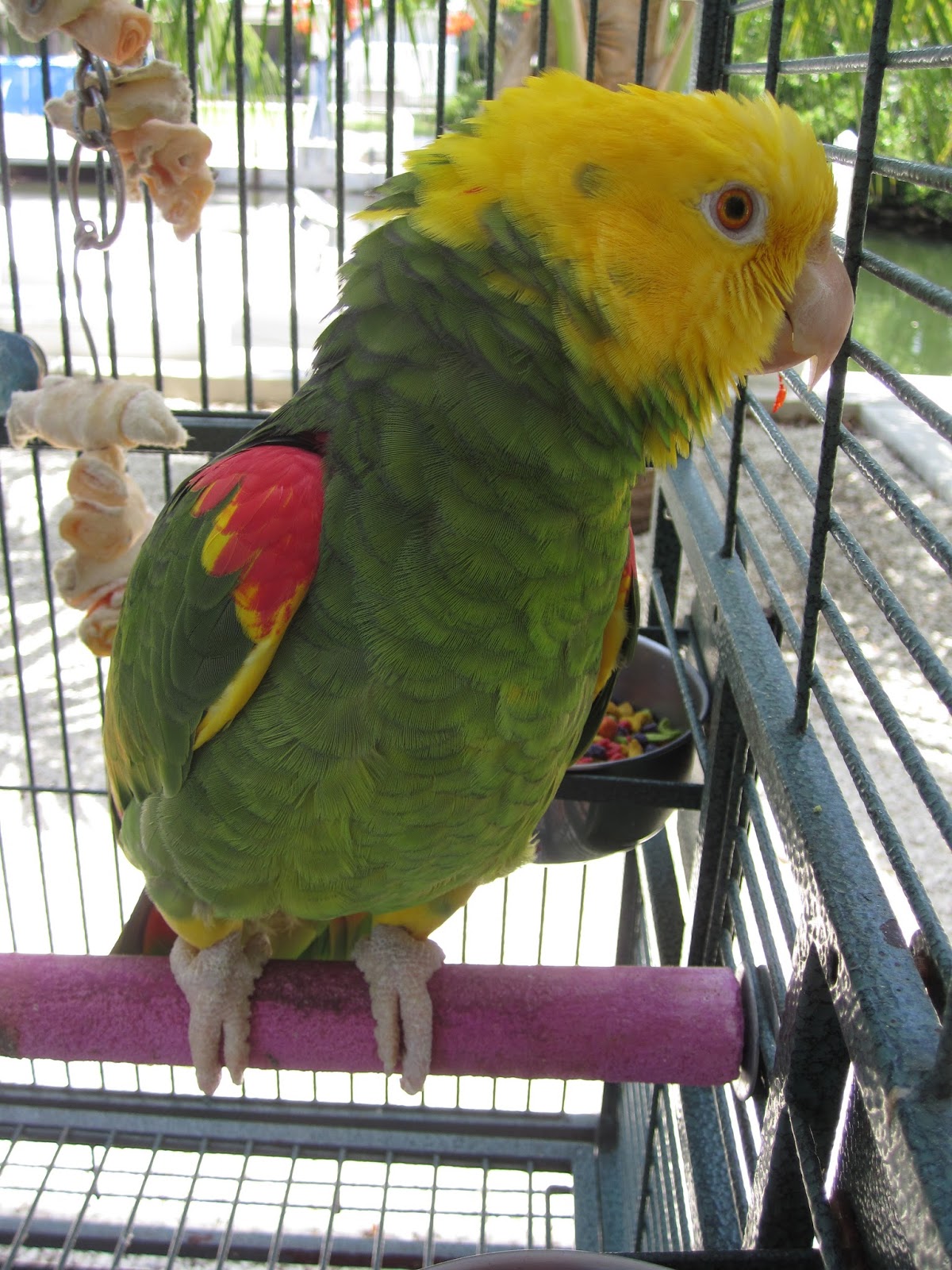 Key Largo Florida: Photographing plants, animals, and a sunset boat ride!