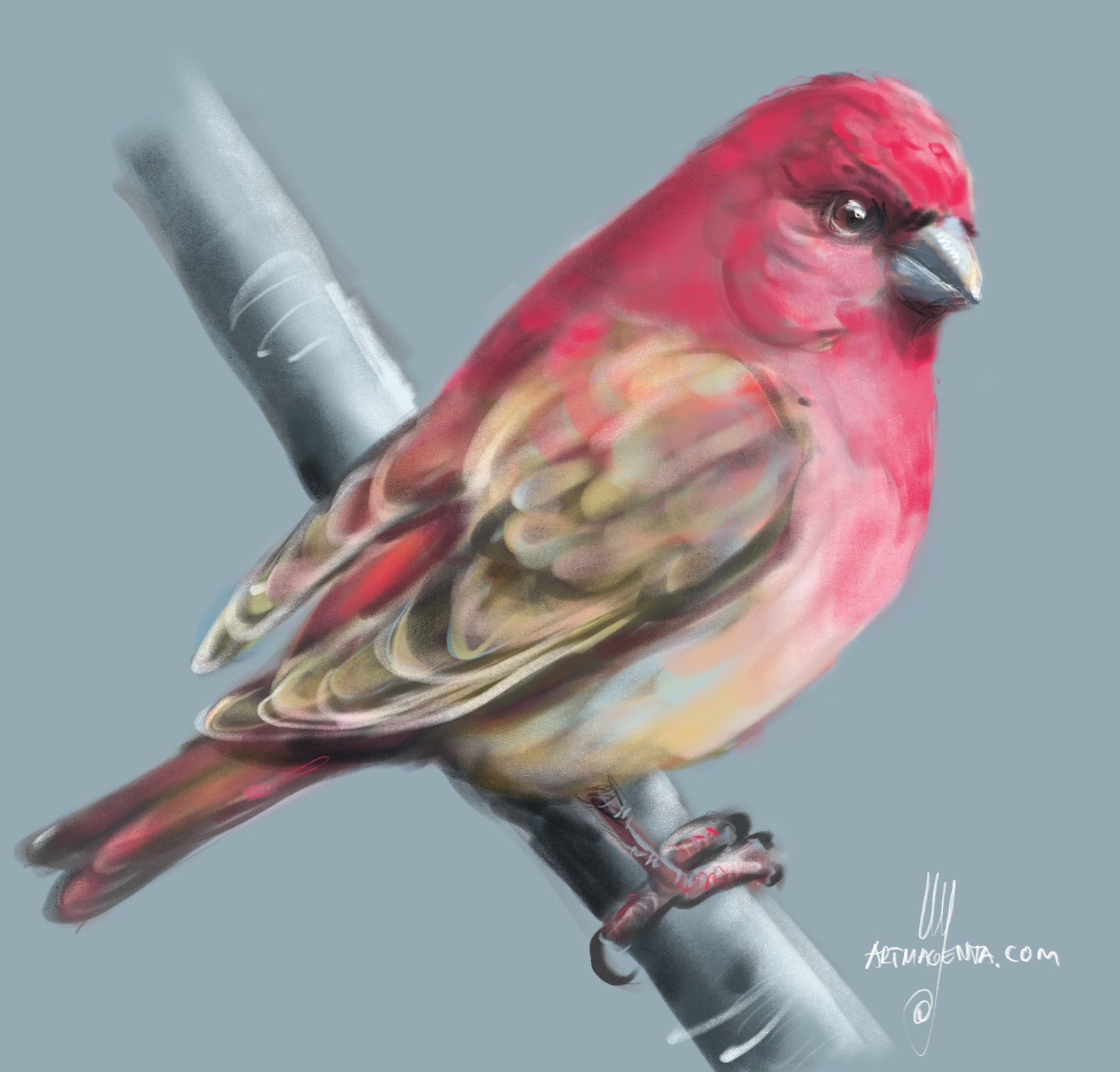 Birds: Rosefinch
