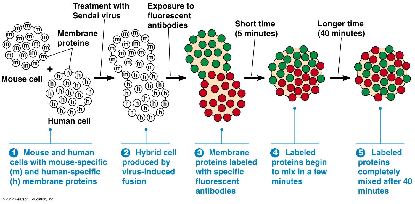 一個生命科學迷的浮生掠影: (5) 細胞膜(Cell Membrane) 07-22-2017
