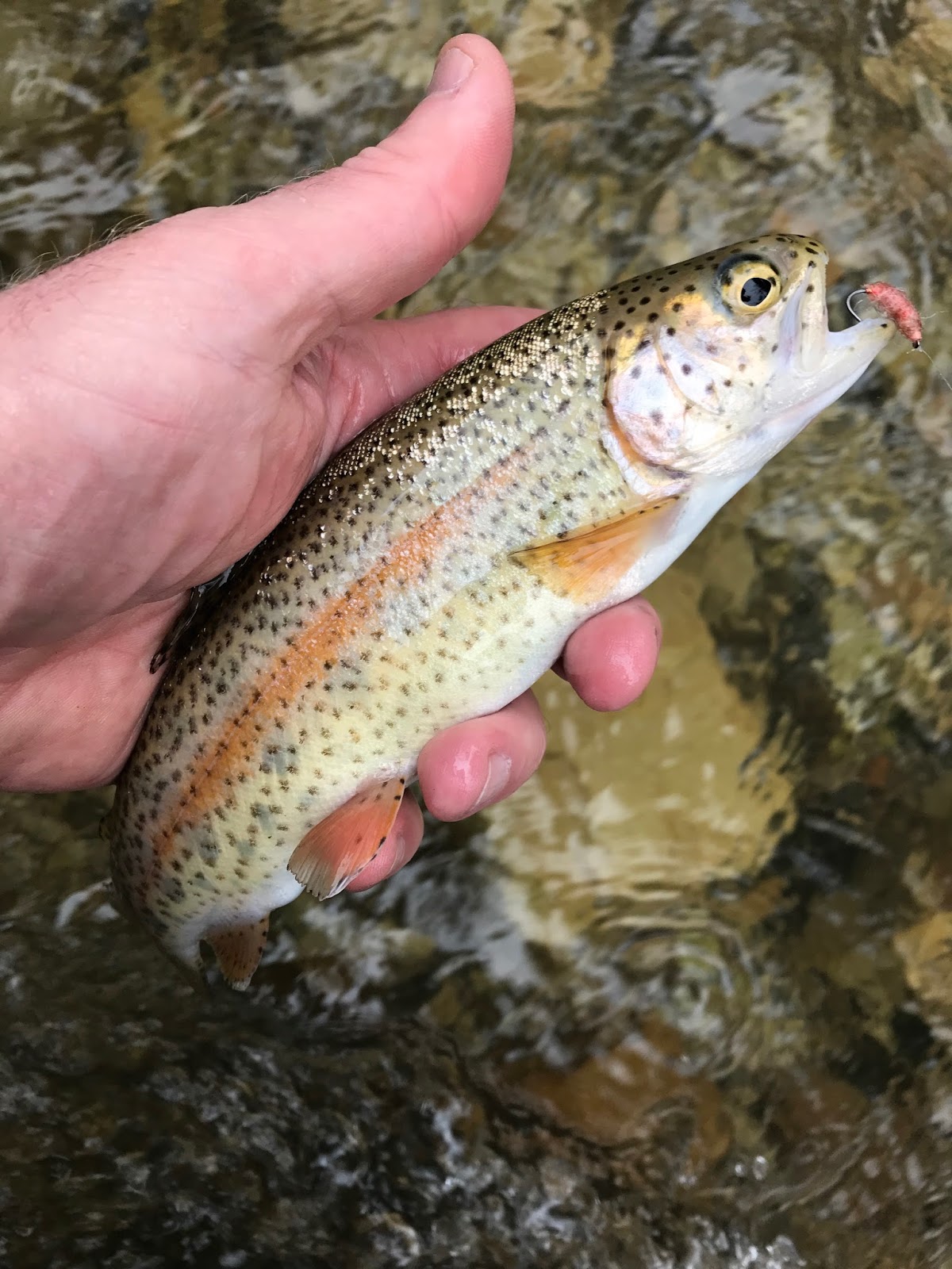 Teton Tenkara: High Water, Rain, and Trout
