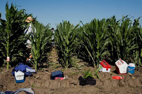 Detasseling Season ~ Faithfulness Farm