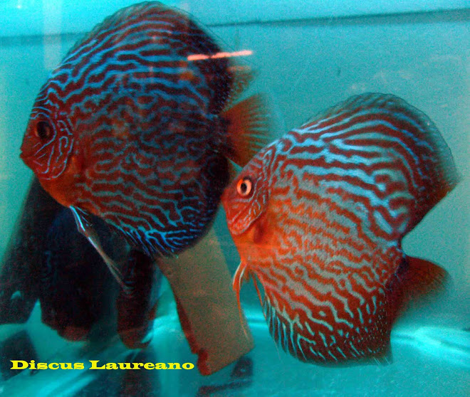 Discus Laureano