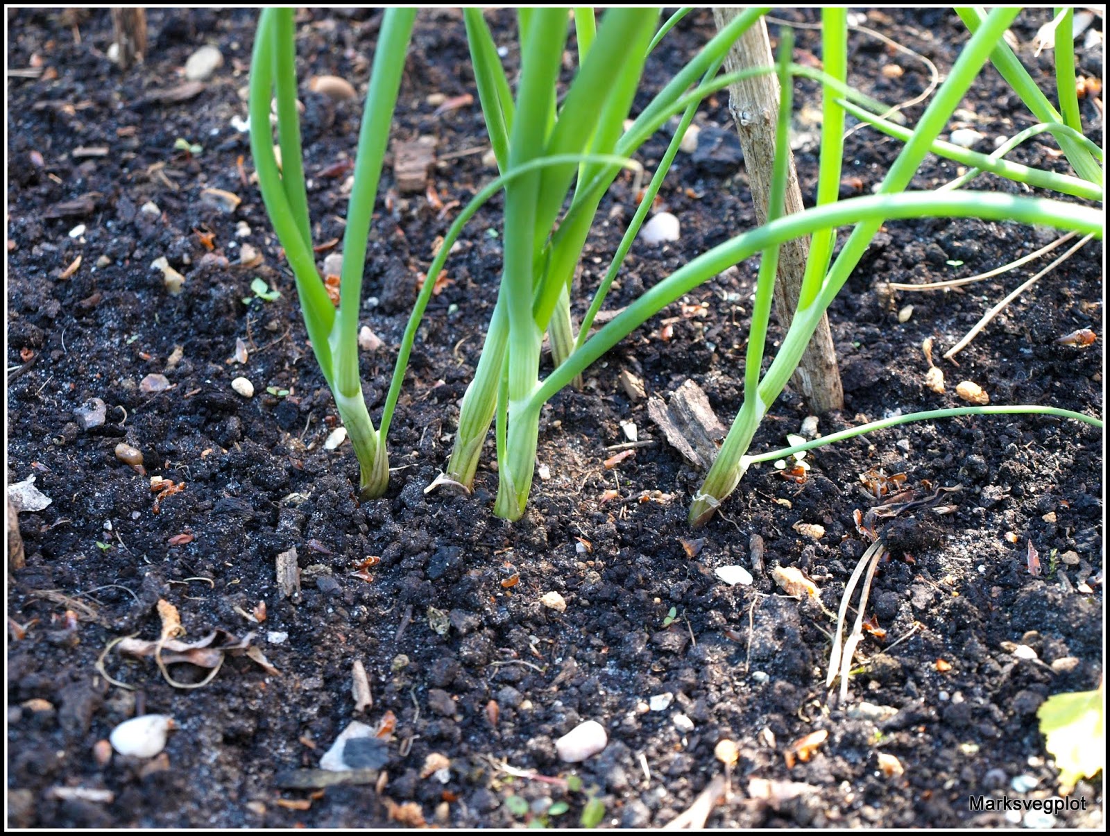 Mark's Veg Plot: Onion "Long Red Florence"