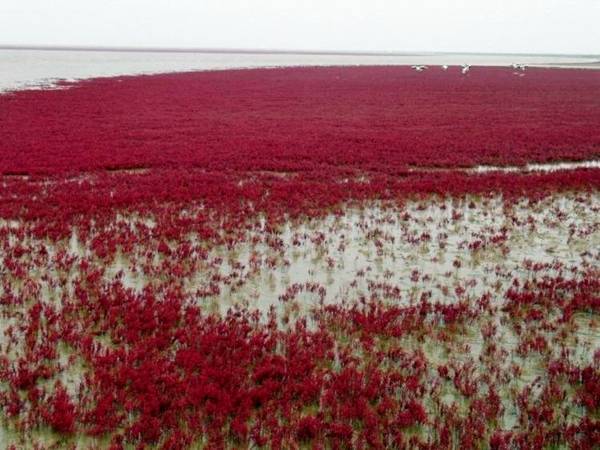 Bisarbeat: Red Beach is located in Panjin — China