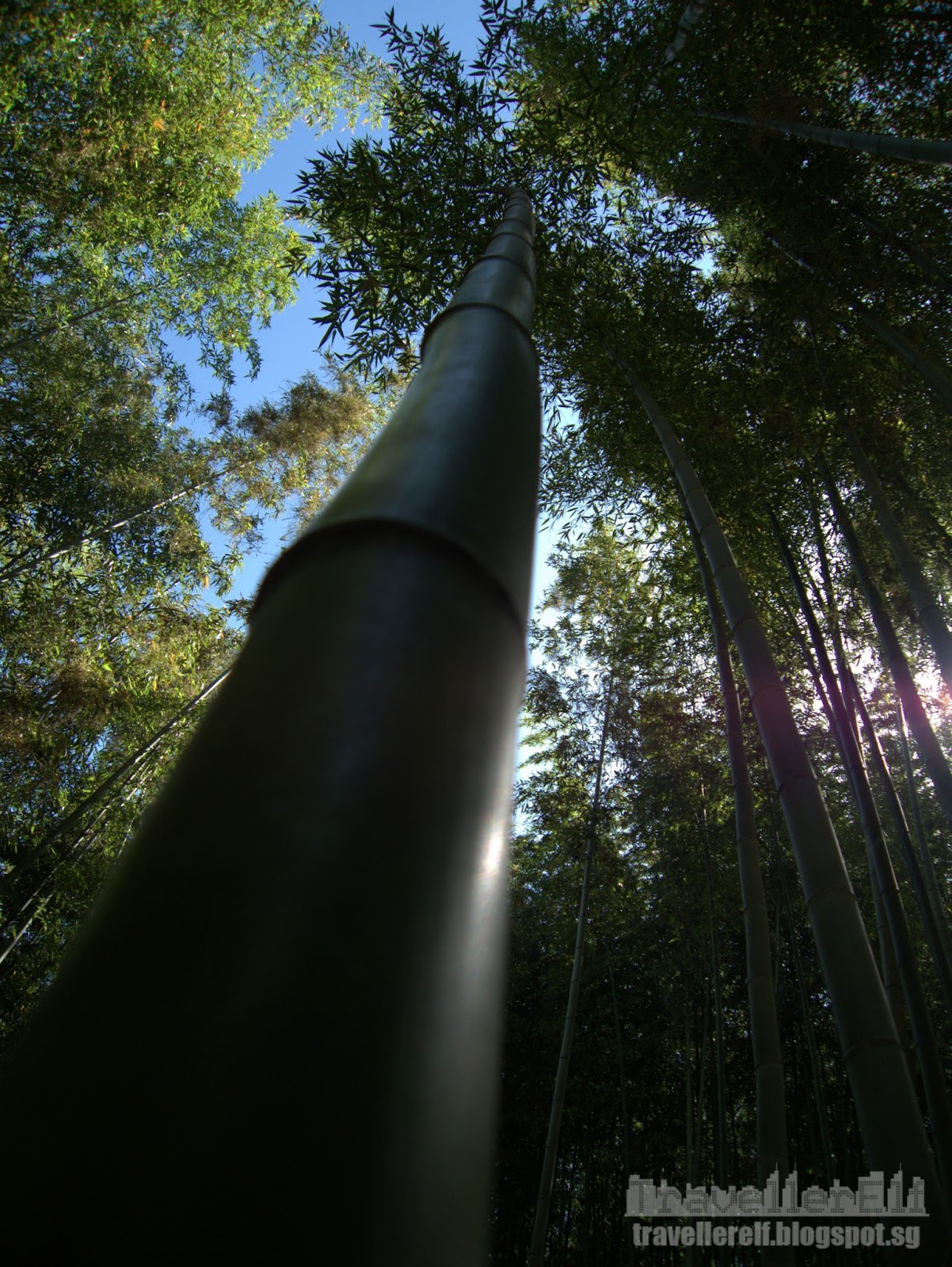 Damyang - Bamboo County - Travellerelf