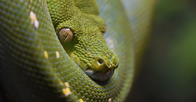 Paranormal Searchers: A Snake With Legs? Science, Genetic Mutation, and ...