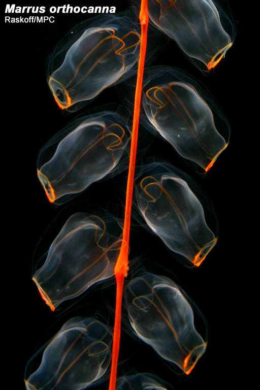 Real Monstrosities: Marrus orthocanna