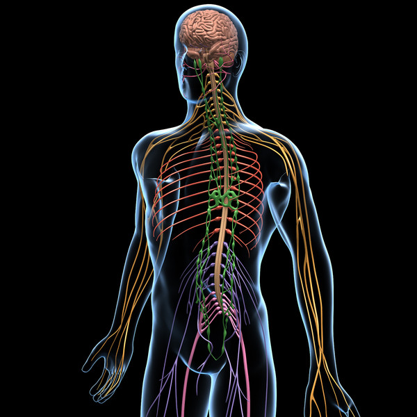 SISTEMAS BIOFISICOS: UNIDAD 3: SISTEMAS BIOFÍSICOS BIOELÉCTRICOS
