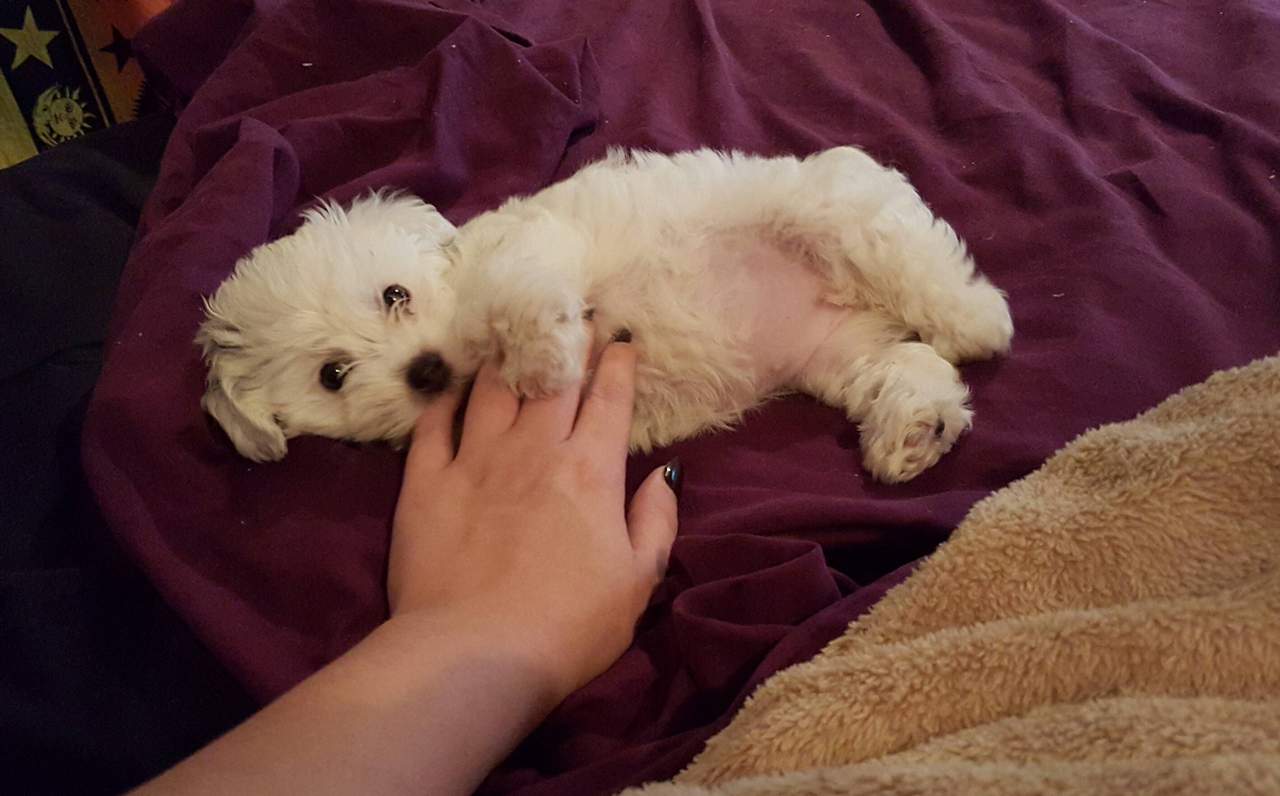 Cute dogs - part 100 (50 pics) | Amazing Creatures