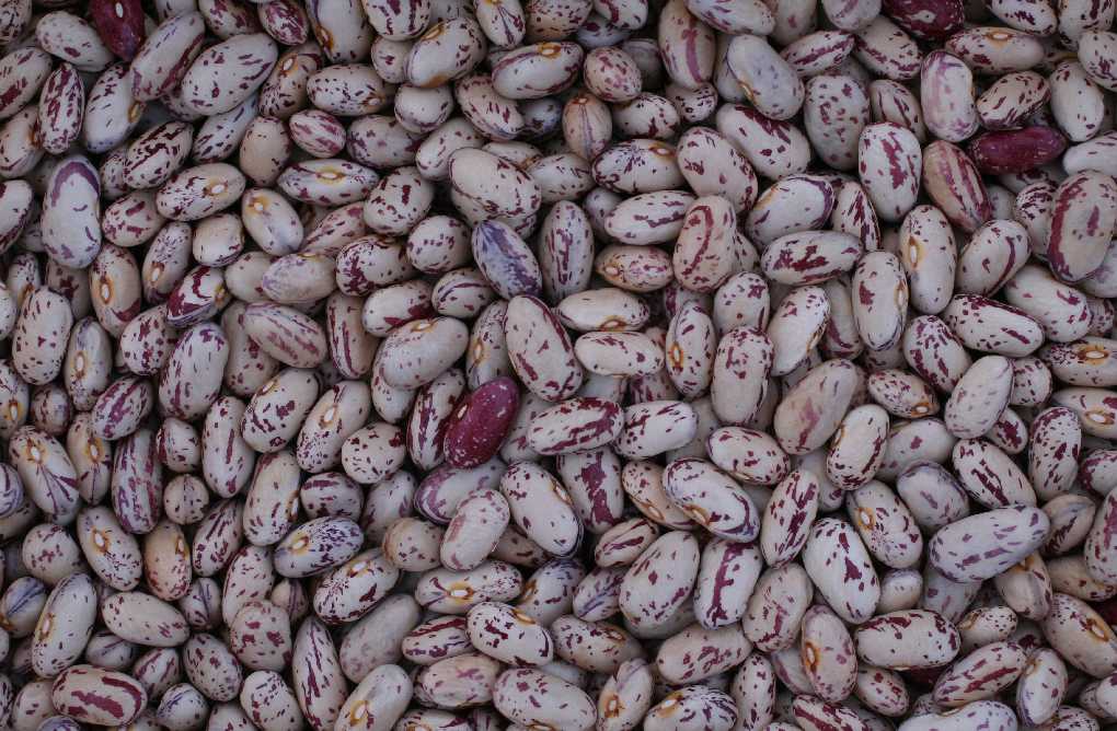 un Jardin-Potager en Hesbaye: Les Haricots en cette fin août