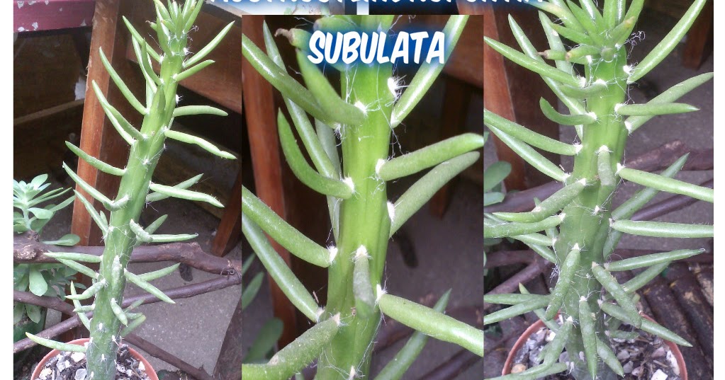 Bienvenidos a mi blogs de Cactus,Suculentas y otras plantas: A TENER EN ...