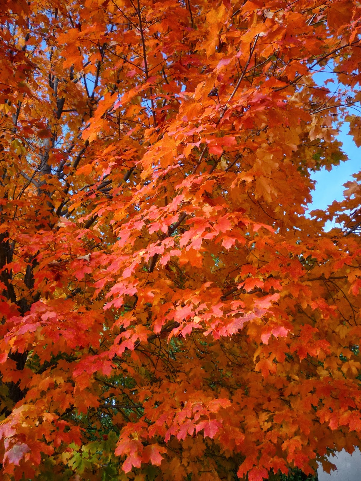 Vermont Foliage Photos. October leaf peeping. South Burlington, Vermont ...