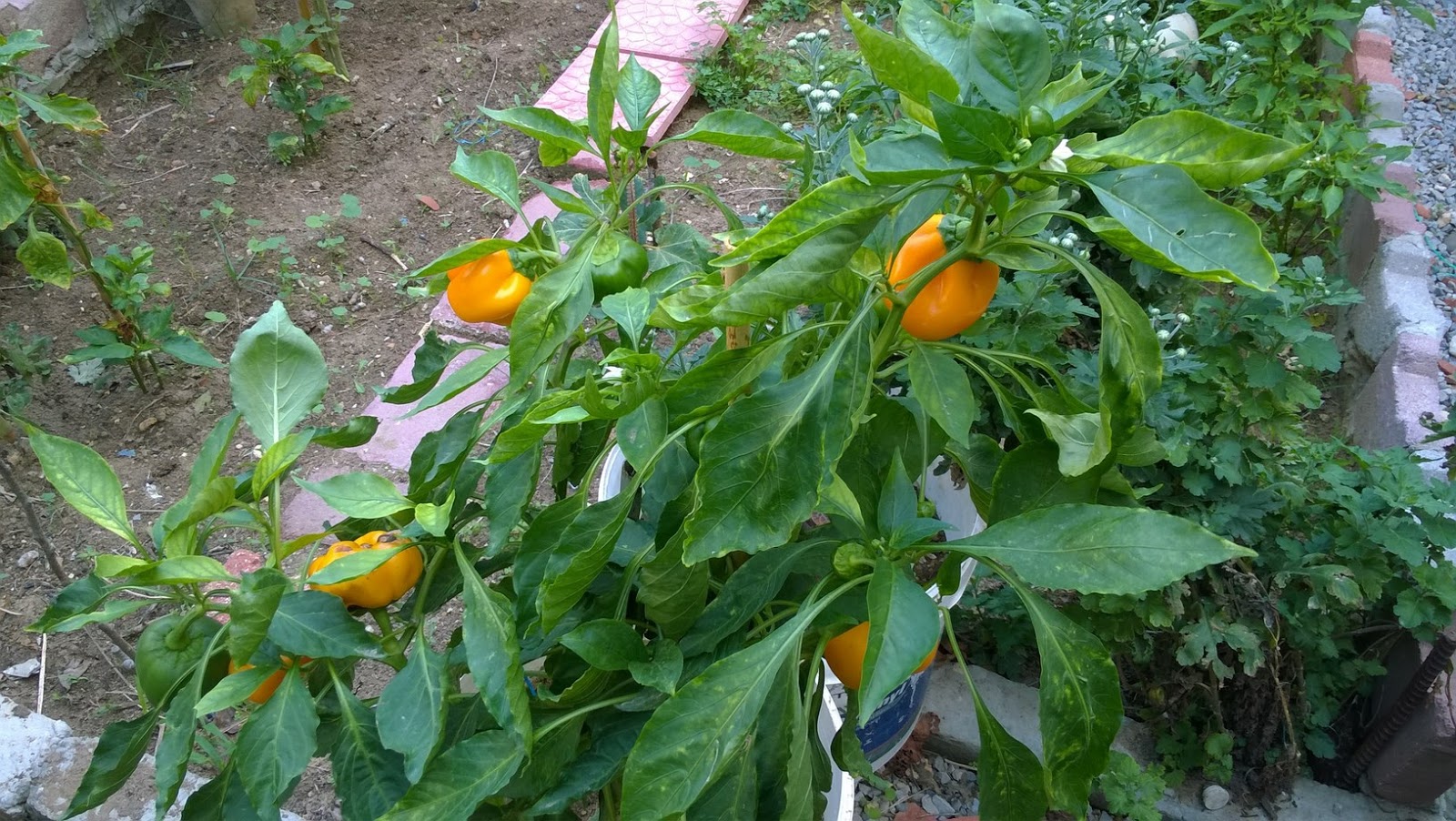 My Organic Peppers