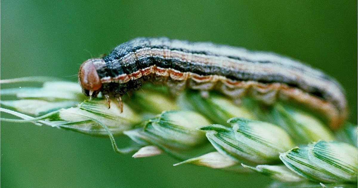 thepressedworld: Crop-destroying worm to cause new African migrations