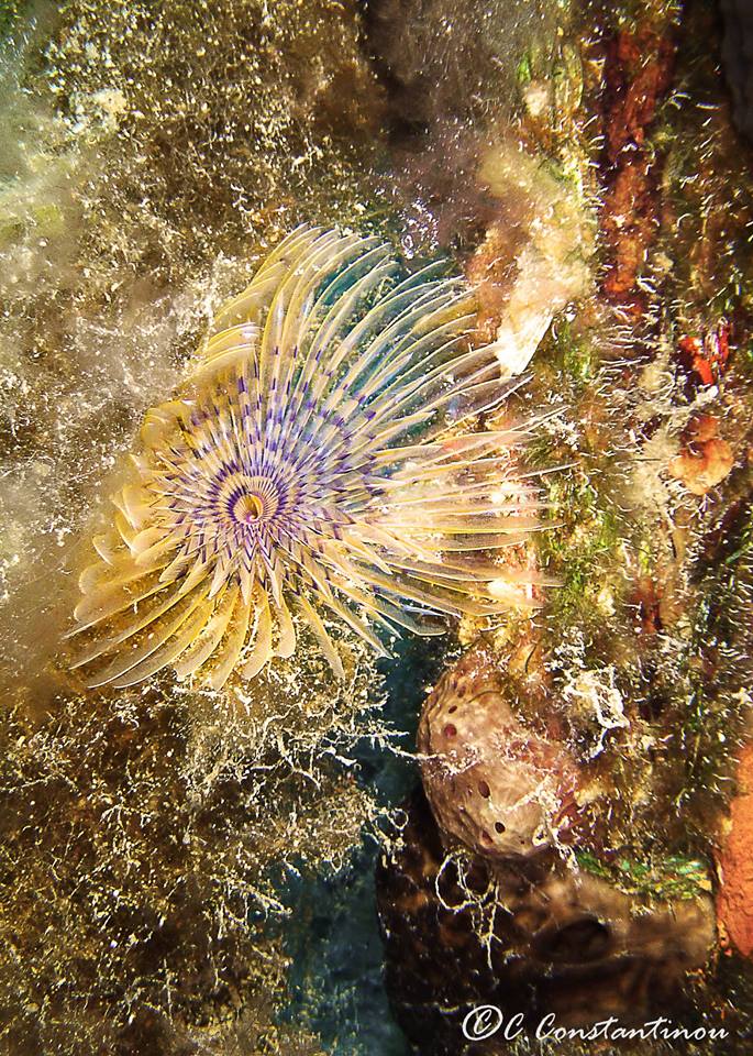 Biodiversity of Cyprus by NGO Protection of the Natural Heritage and ...