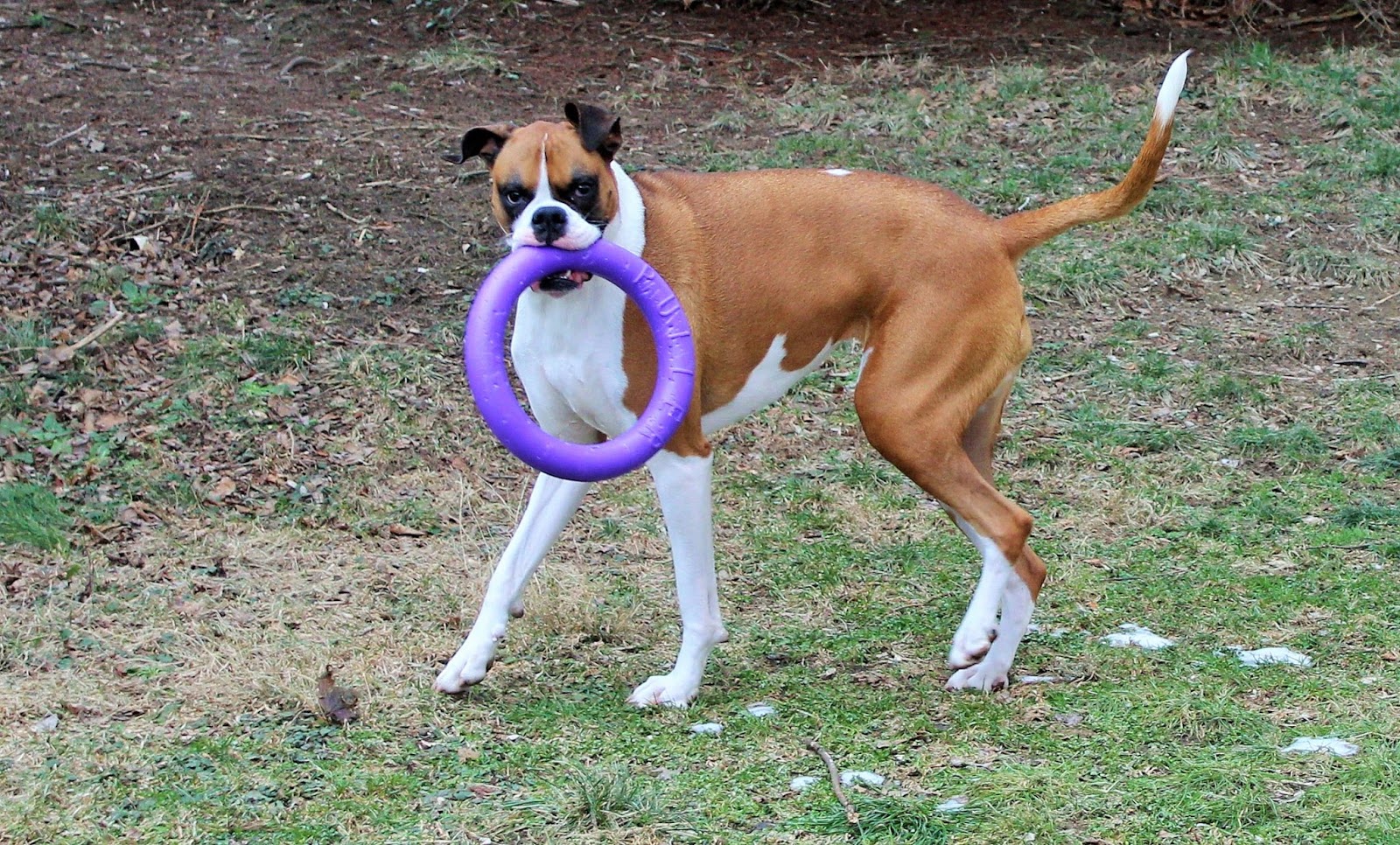 Dog Madness: Puller An Unique Interactive Training Device For A Healthy ...