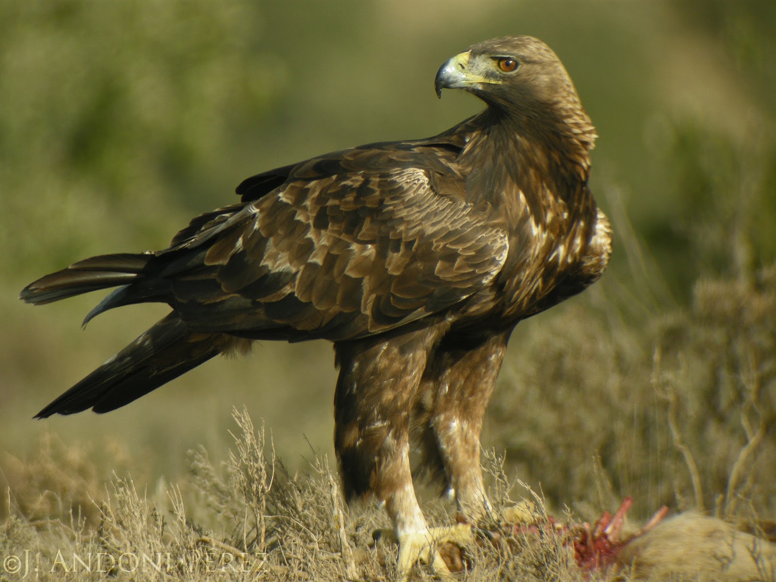 J. Andoni Pérez: ÁGUILA REAL: THE KING OF ROCK&ROLL