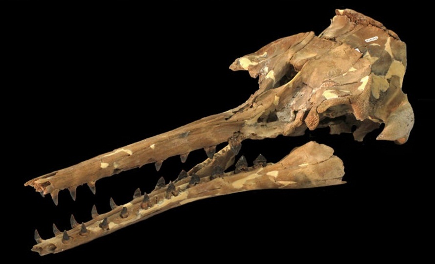 Species New to Science: [PaleoMammalogy • 2016] Echovenator sandersi ...