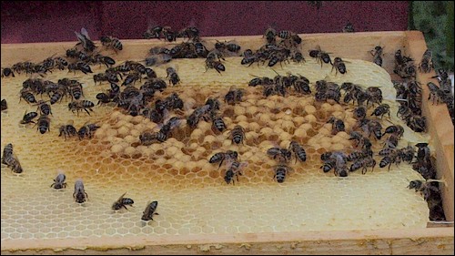 Notes from a Small Apiary: Drone layers and queen cells