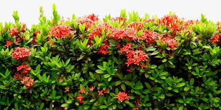 TANAMAN YANG COCOK UNTUK TANAMAN PAGAR - Pustaka Ilmu