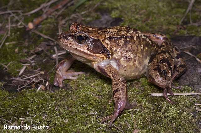RÍA DE LA VILLA: octubre 2015